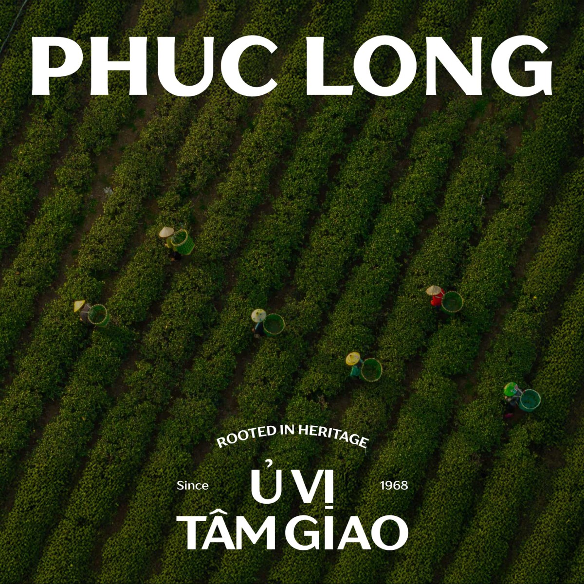Deep Dive #29: Bàn về chiến dịch Phúc Long brand refresh – Phải giữ ...